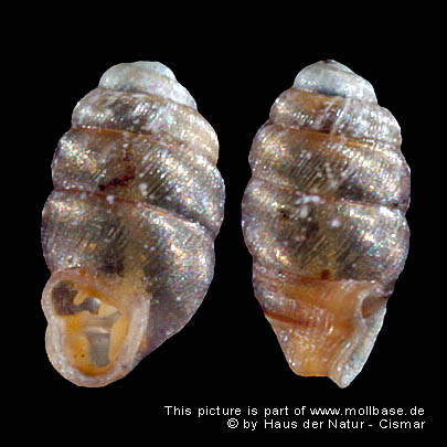 MollBase - Artenschutz - Vertigo angustior